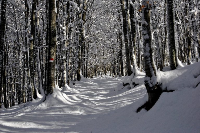 Bosco innevato (Foto Daniela Marchi) - Giornale di Barga
